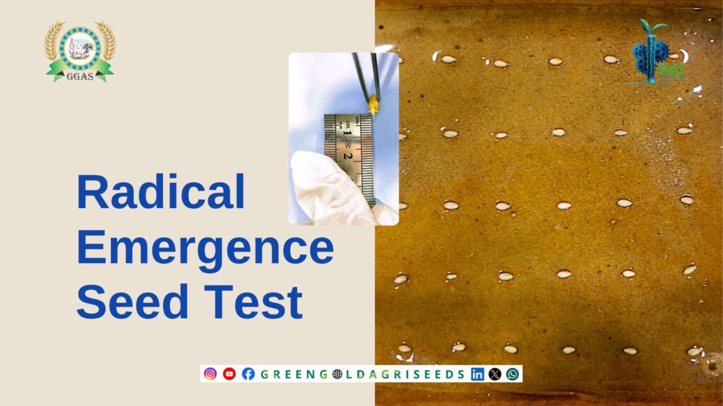 Radical Emergence Seed Test Performed in GGAS HI-Tech Lab – Agritech Seeds
